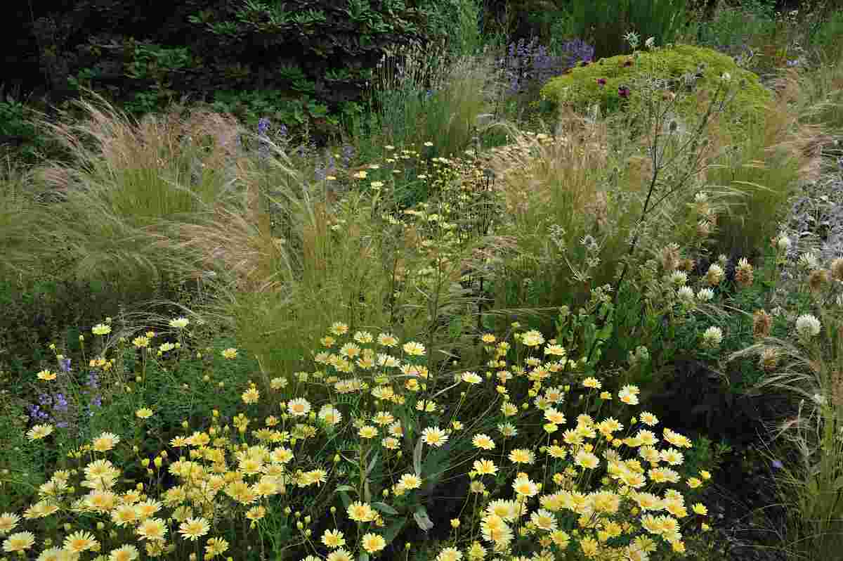 Trockenbeet mit Färberkamille und Federgras | Gärten